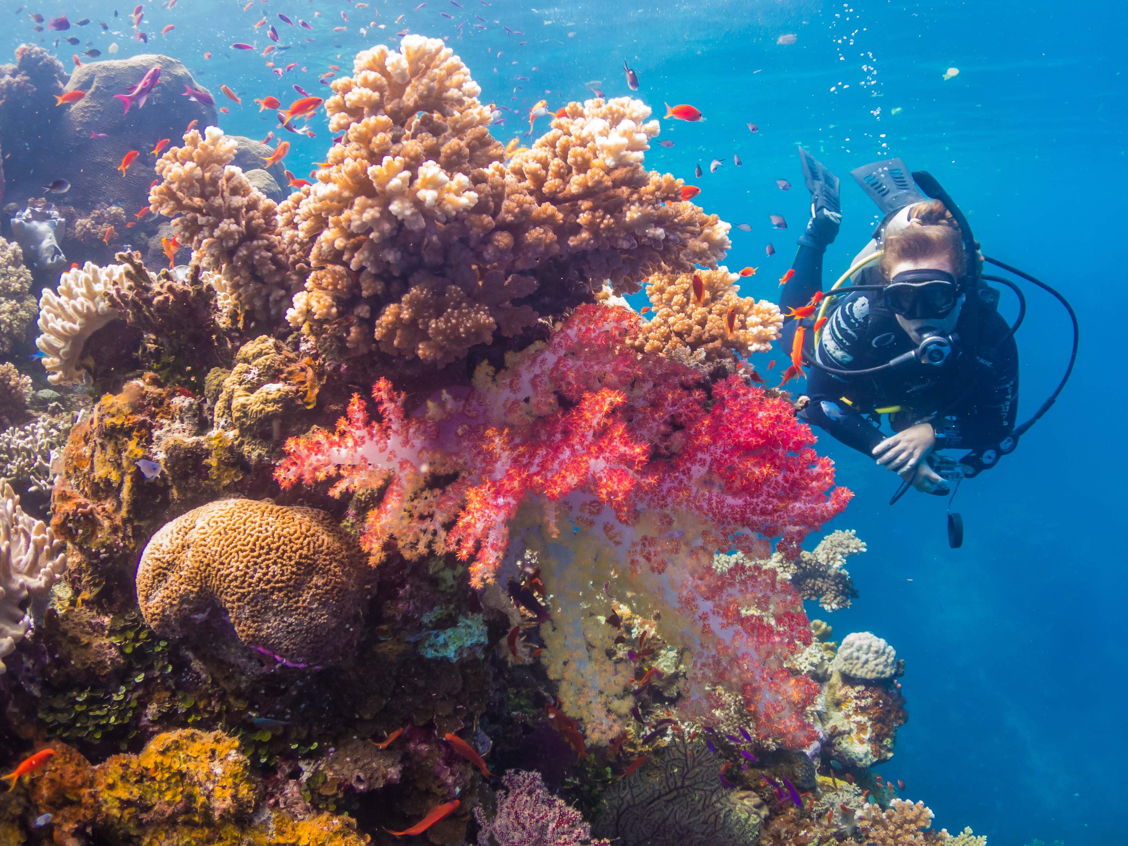 2022 PADI AWARE Grantee - Ocean Ventures Fiji